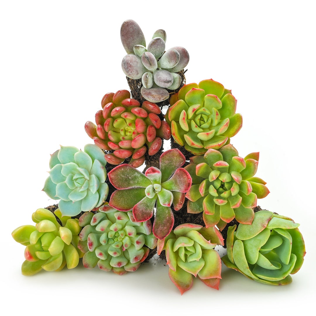 10/20/30/50/72 Rooted Succulents(10-12varieties) 1.75"-2" Mini ...