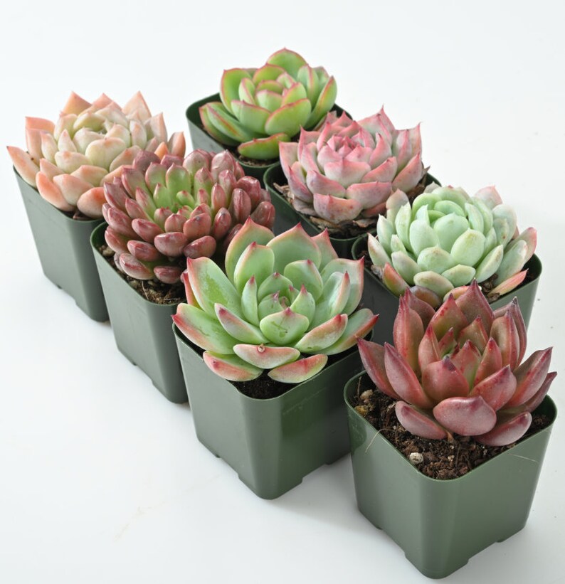 54 Packs Succulent Plants2'' Live Succulent Bulk9 - Etsy