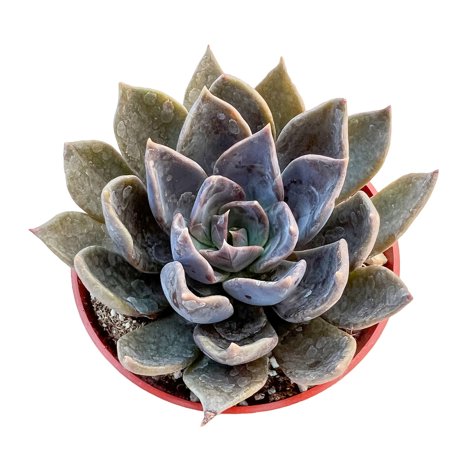 Echeveria Blue Princesucculent Plantrooted in 4 - Etsy