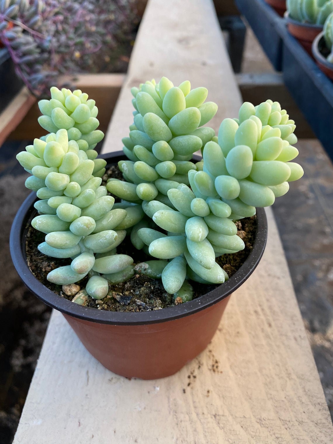 Planta suculenta cola de Burro Sedum Morganianum Cola de | Etsy