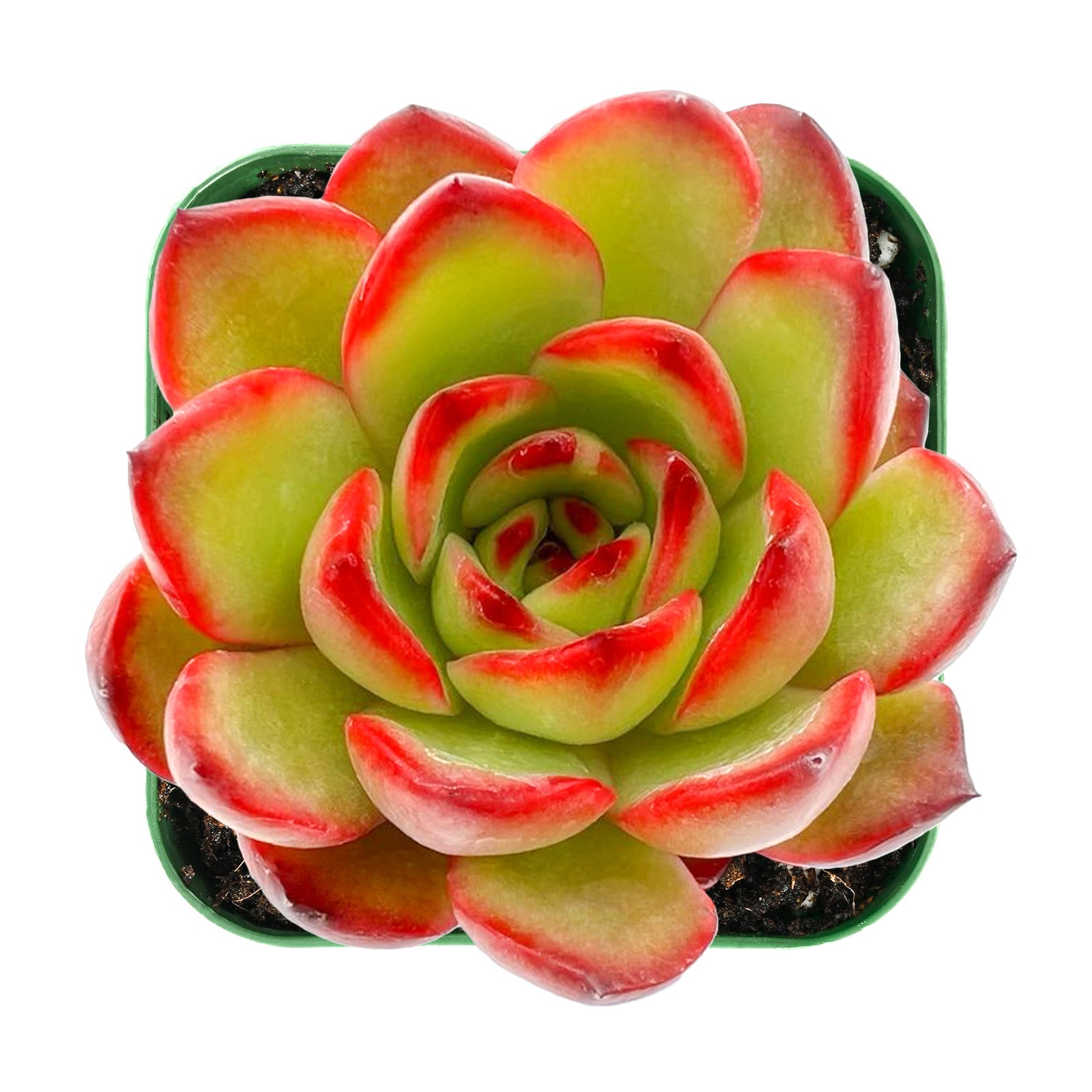 Succulent Plant Echeveria 'puli-lindsayana' Rooted in - Etsy