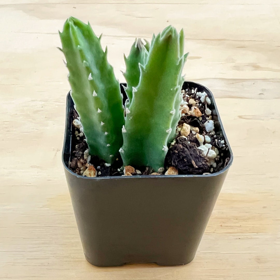 Black Bellsucculent Plant stapelia Leendertziae Rooted in 2 Planter for ...