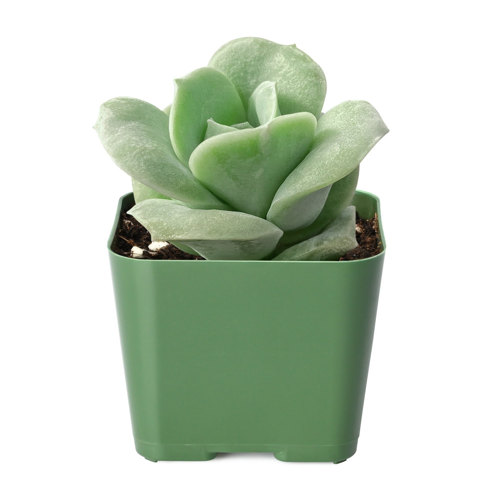 Rosette Succulent Plant Echeveria 'lovely Rose' | Etsy