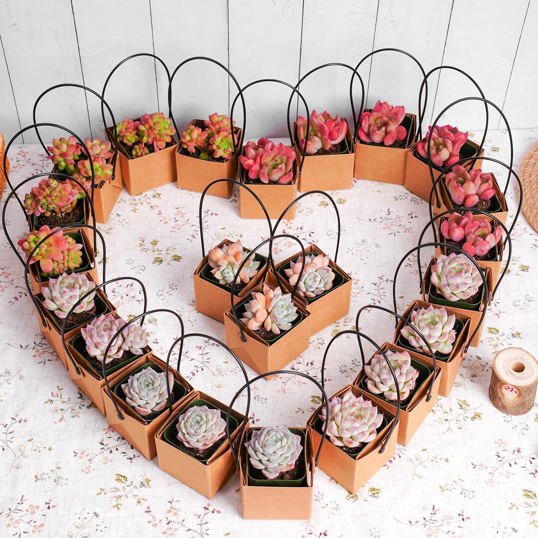 Live Succulent Plants in Bags With Handles Wedding Favor Gift Bridal ...
