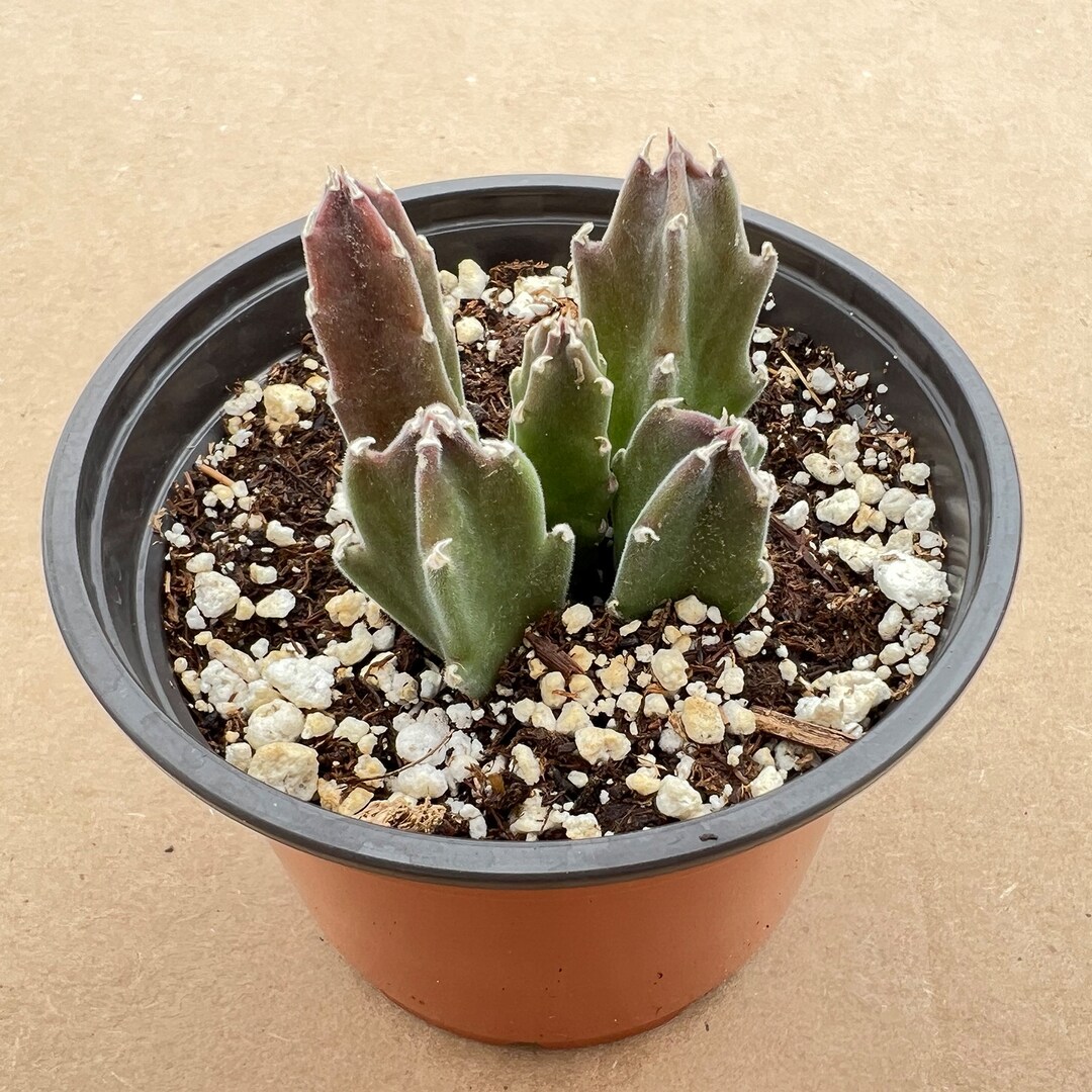 Black Bellsucculent Plant stapelia Leendertziae Rooted in 4 Planter for ...
