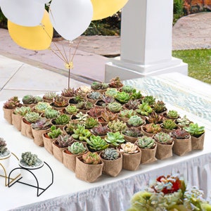 Succulent Favors--50 Succulent (10varieties)+50 Mini Burlap Bags ...