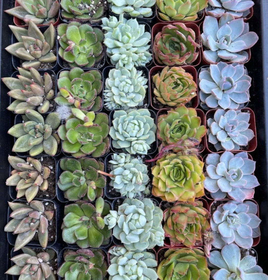 80 Packs Succulent Plants10 Varieties Live 2'' - Etsy