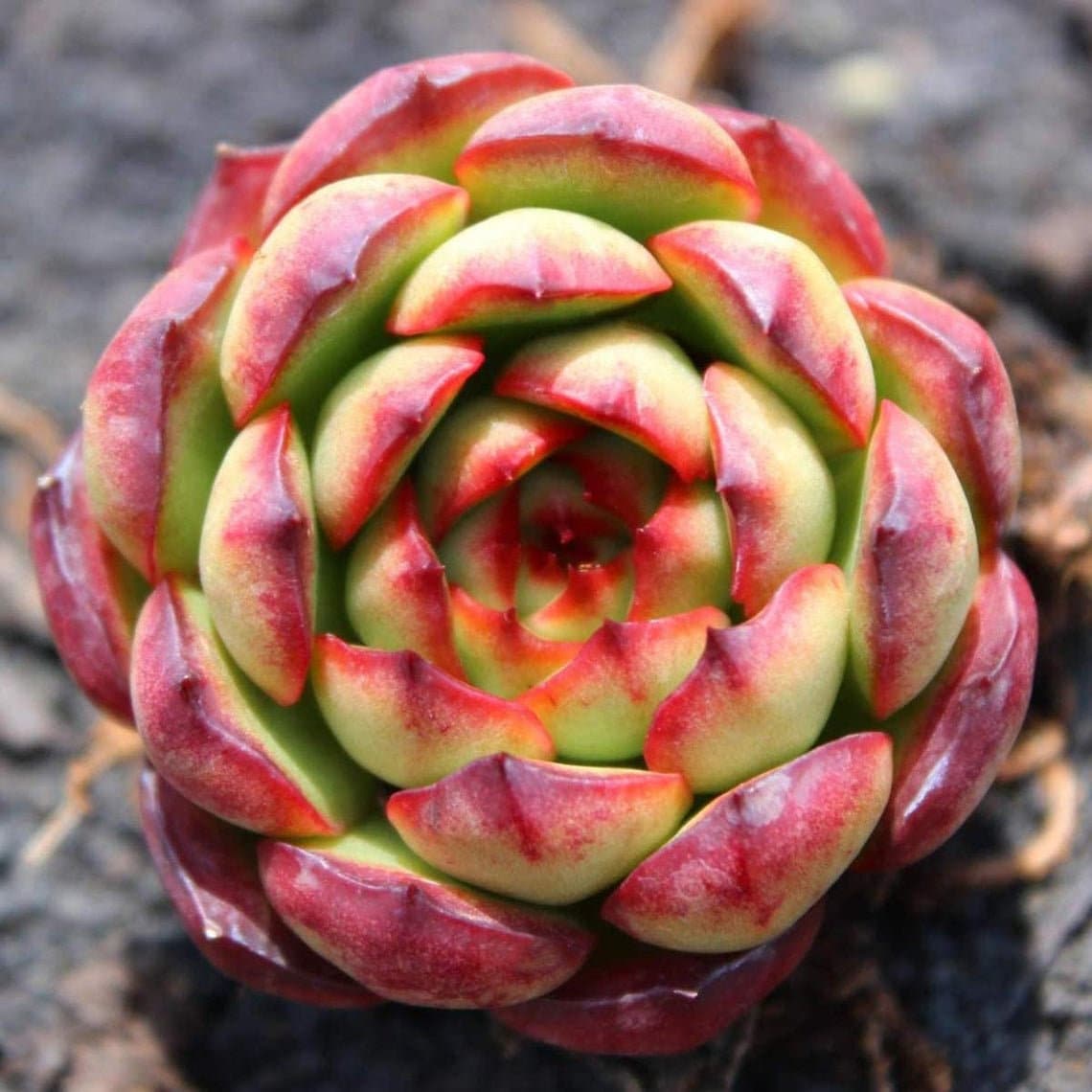 Succulent Plant Echeveria 'puli-lindsayana' Rooted in - Etsy