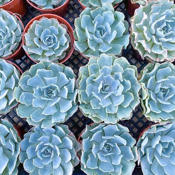 Blue Succulent - Etsy