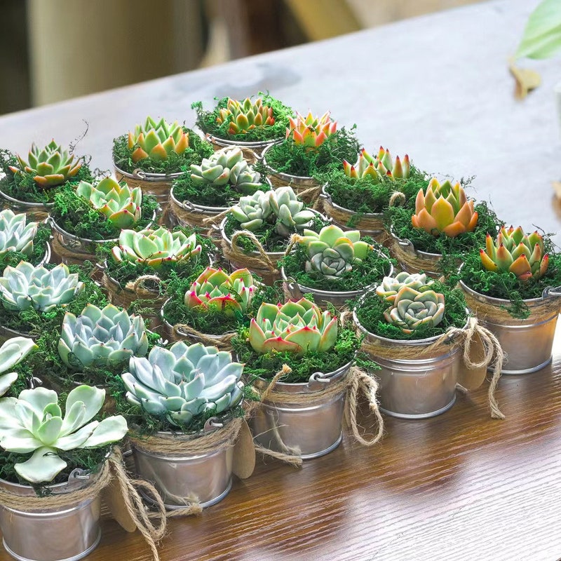 Mini Buckets for Adults - Etsy