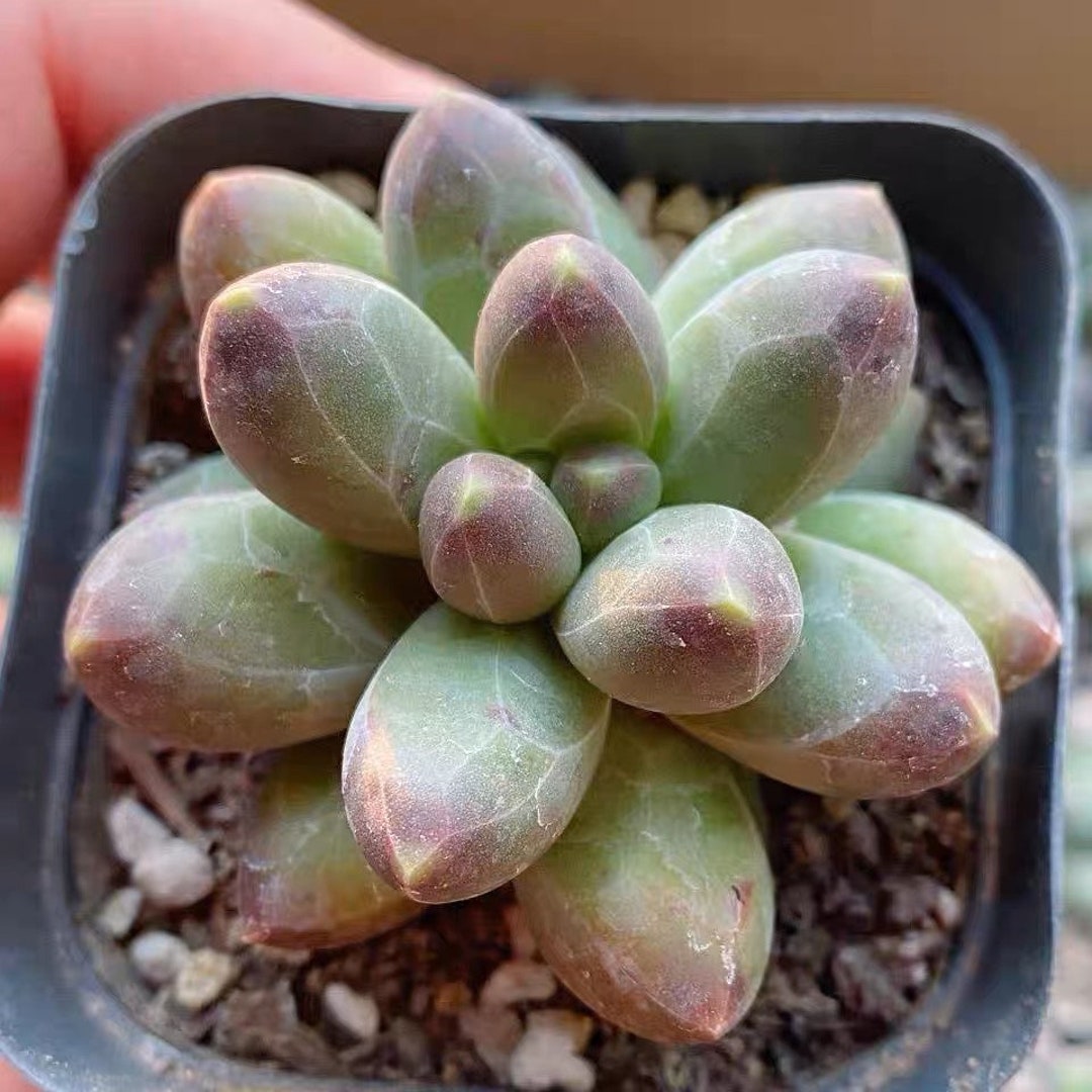 Pachyphytum Compactum (little Jewel)--live Rare Succulent Plant Rooted ...