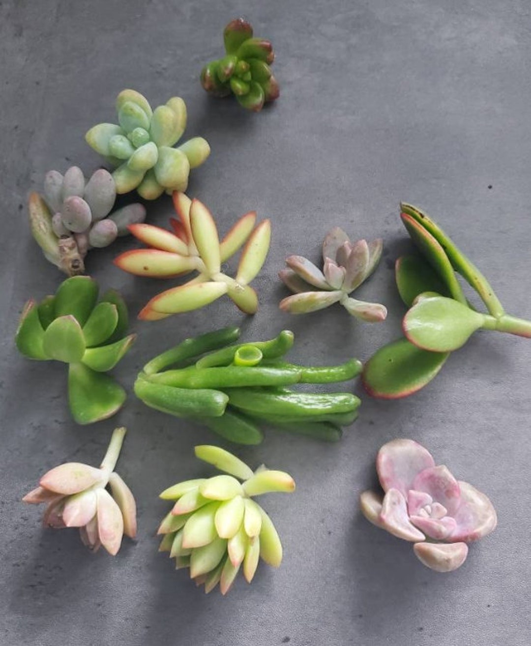 10/20 Pcs Baby Succulent Cuttings, 10 Assorted Varieties Succulent Plants,great Indoor Wall ...