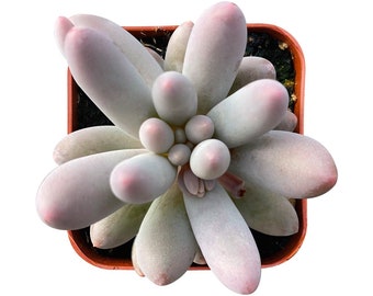 10 Assorted Succulent Cuttings Clippings No 2 Cuttings Alike - Etsy