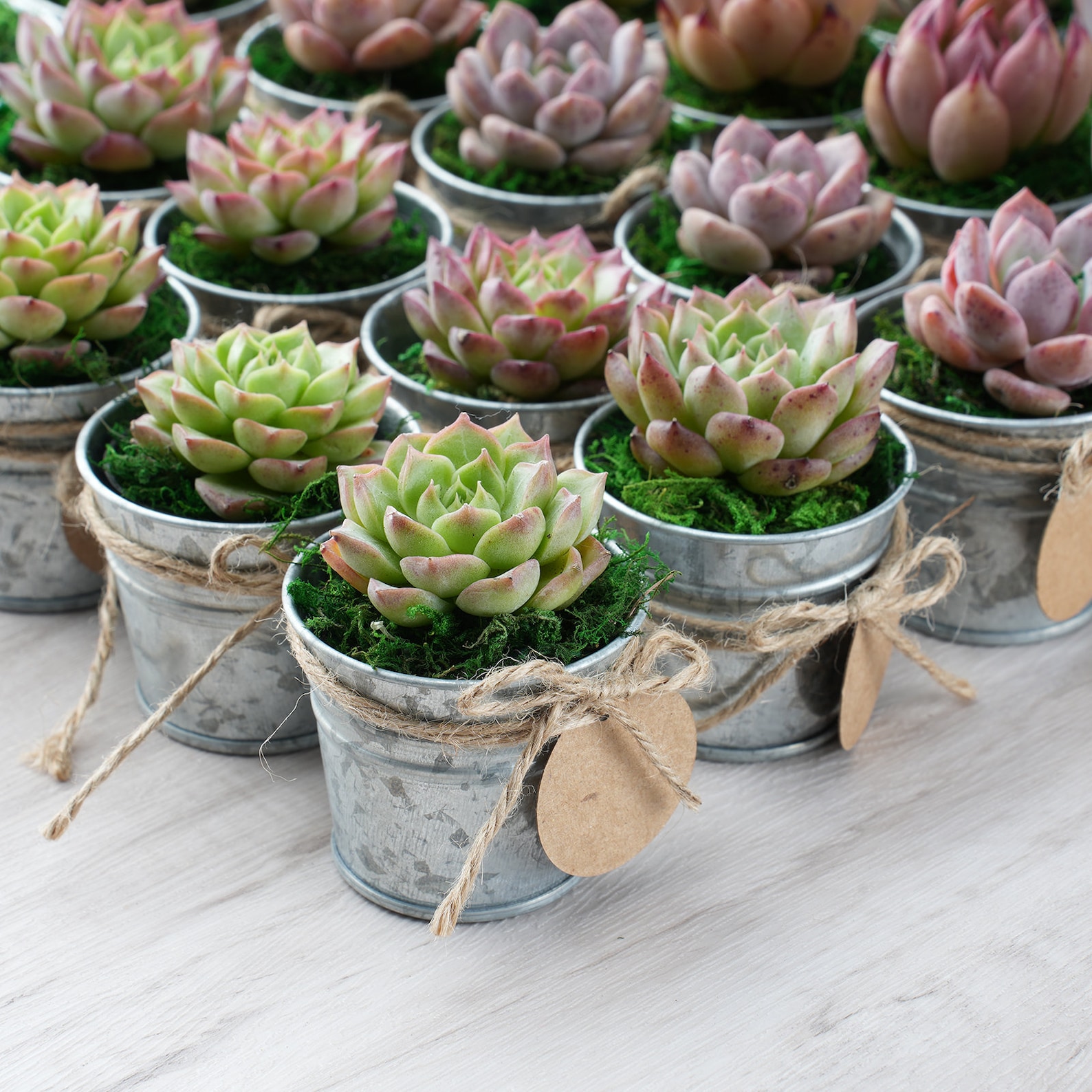 36/40/50 Pack Live Succulent & Mini Metal Bucketswedding Party Favor ...