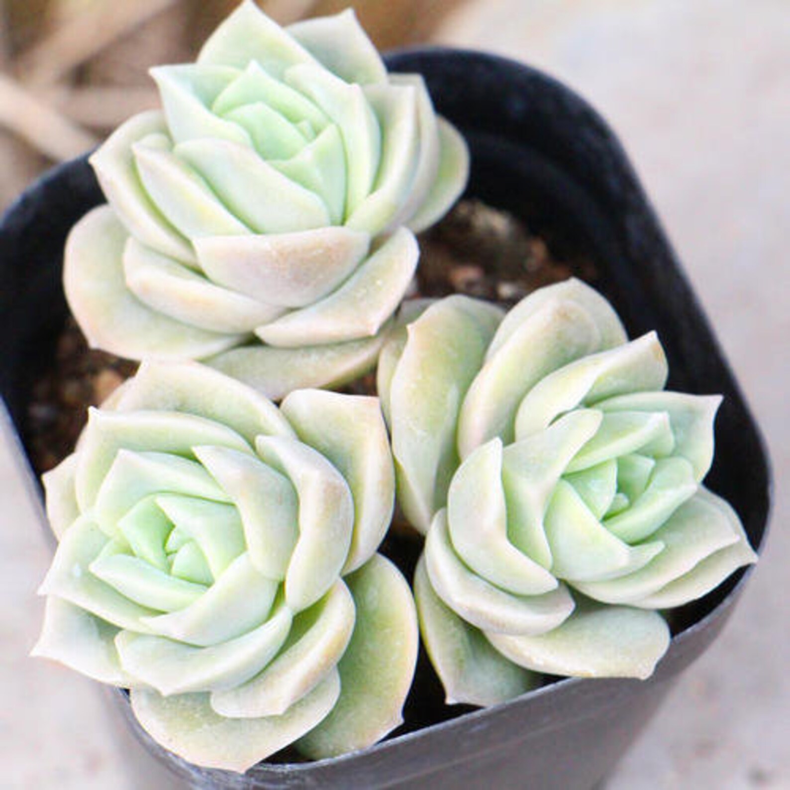 Rosette Succulent Plant Echeveria 'Lovely Rose' | Etsy