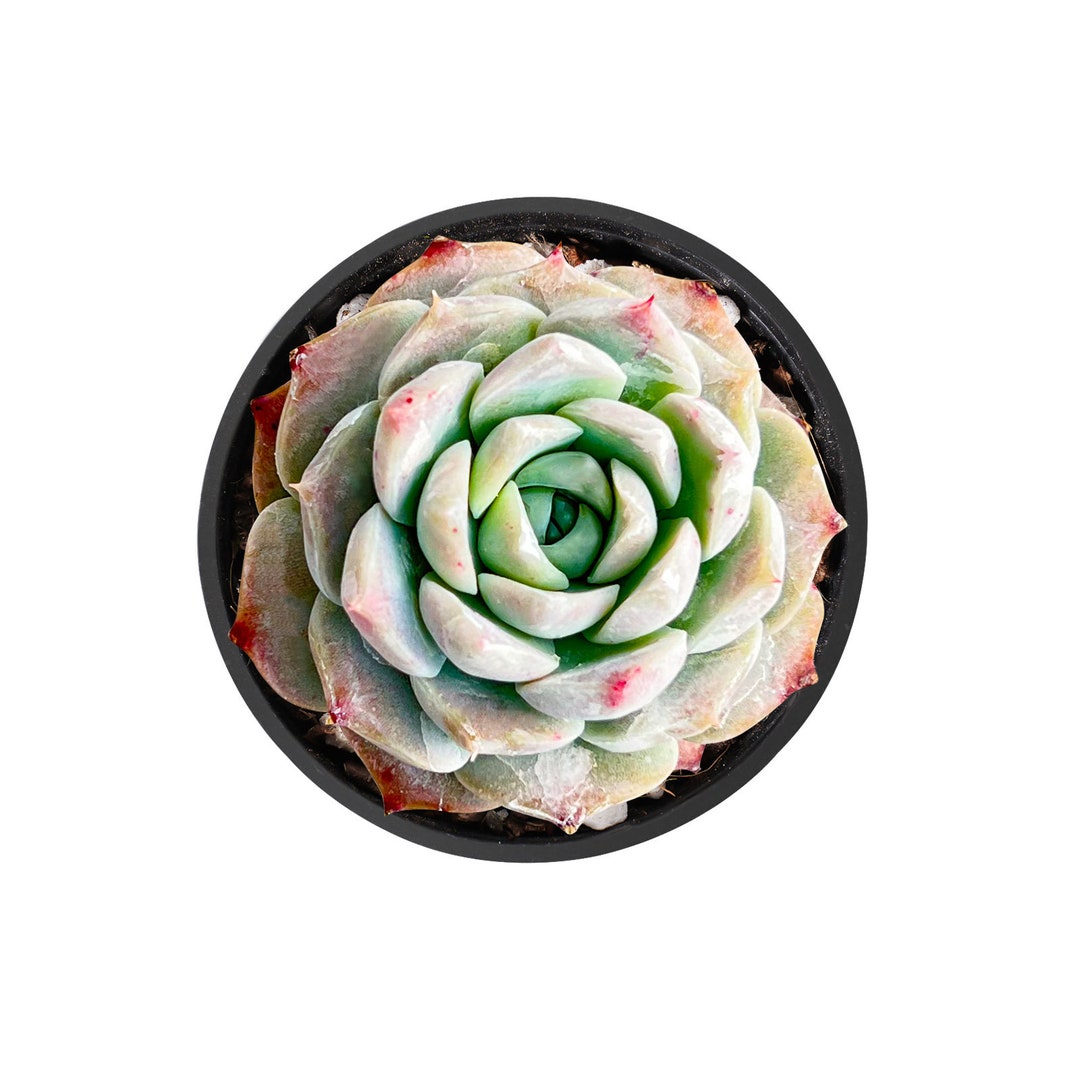 Echeveria Perfume Taro Succulent Plant Rosette Plant Rooted in 2 ...