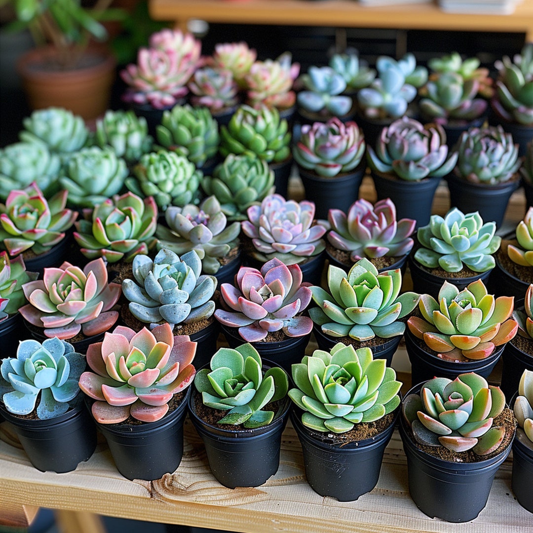 New Arrival Wholesale Assorted Succulent Plant in 2'' Pots, Perfect for ...