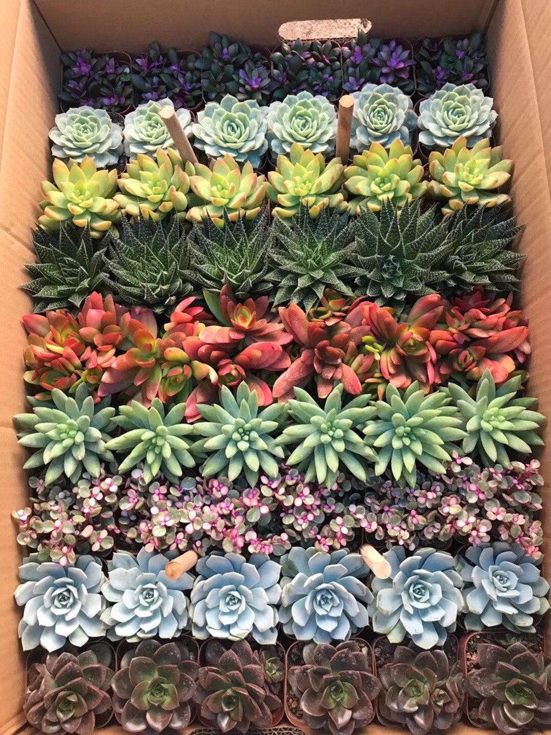 54 Packs Succulent Plants2'' Live Succulent Bulk9 - Etsy