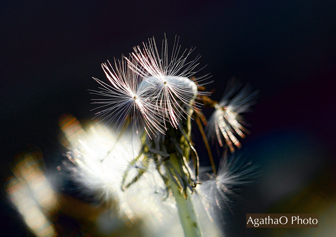 Dandelion Twins -- Nature Greeting Card and Print Photography by ...