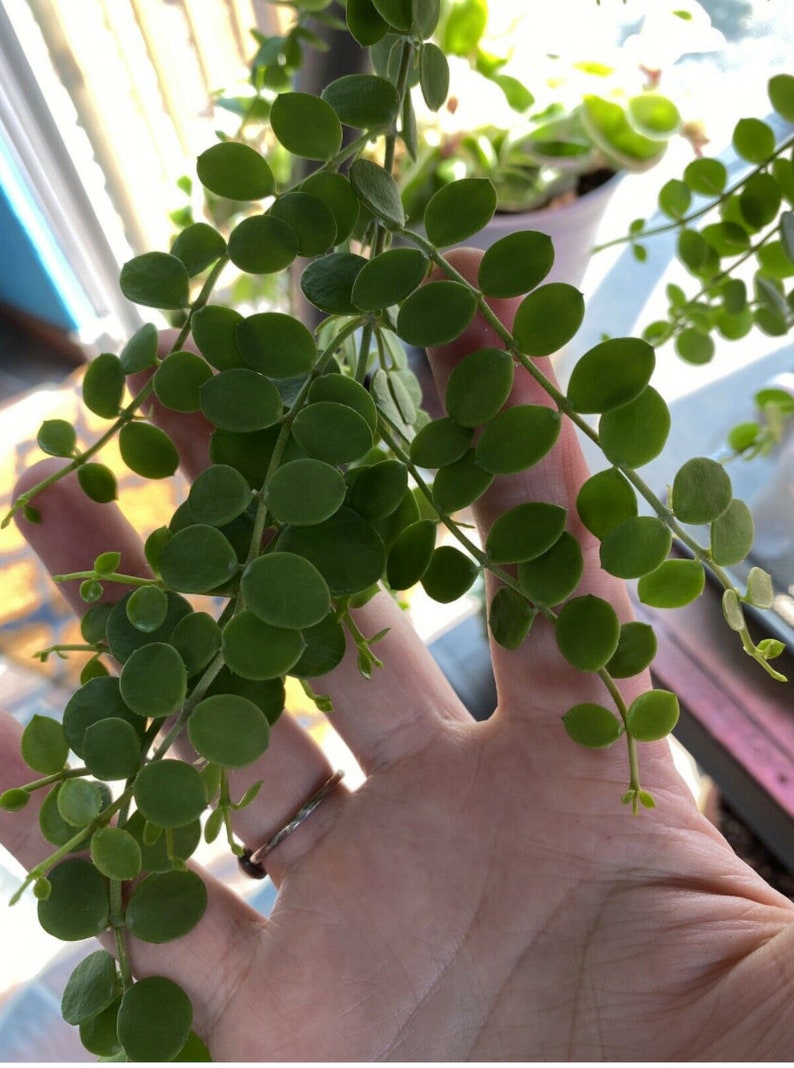 Dischidia Nummularia “string of Nickels” Plant Cuttings: Rare / US ...
