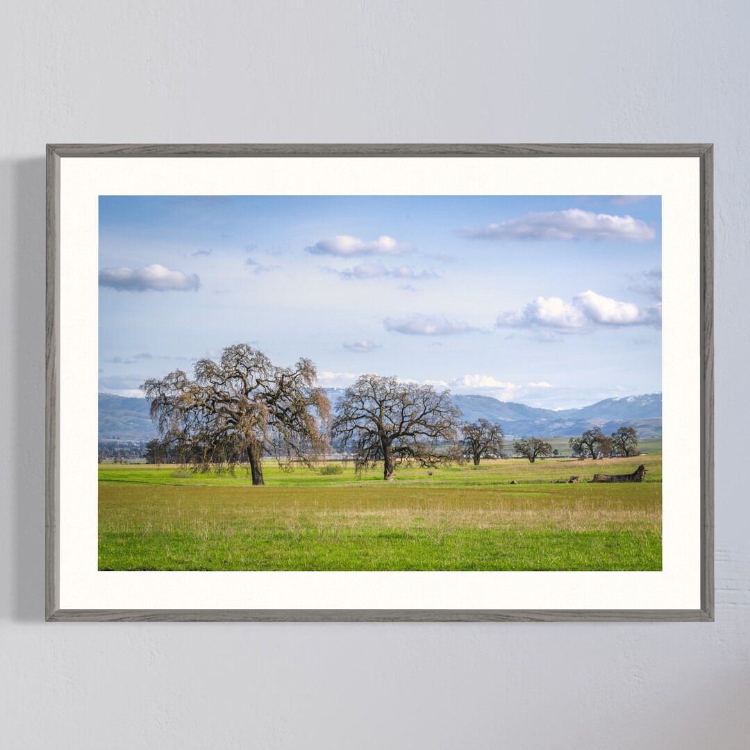 California Oak Tree Valley Photograph: Grassy Farmland Art Print - Etsy