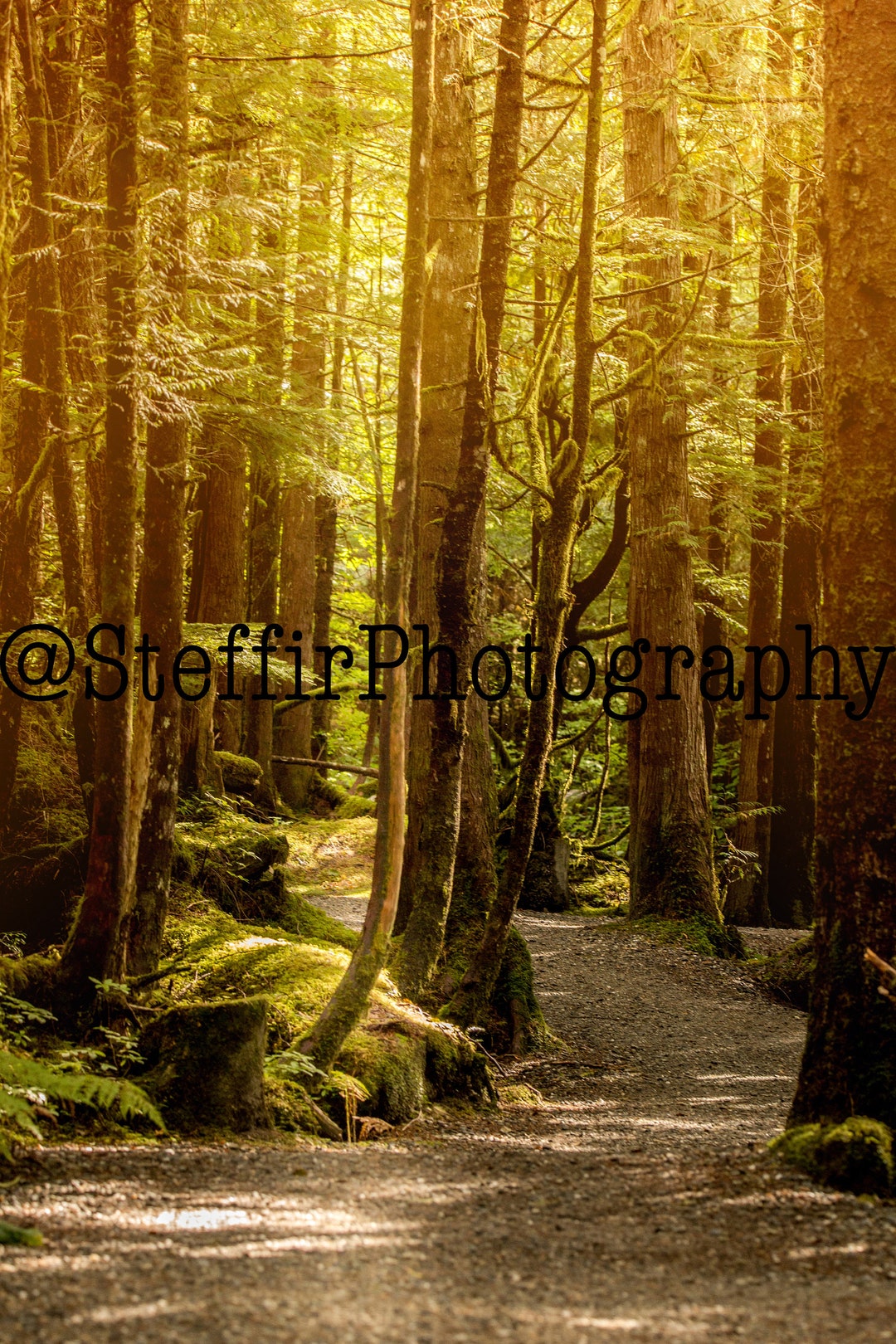 Digital Background/digital Backdrop/forest/trees/pathway/forest Path ...