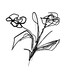 Plant Series (variations), 8.5x11" Study of Plants & Greenery Botany ...