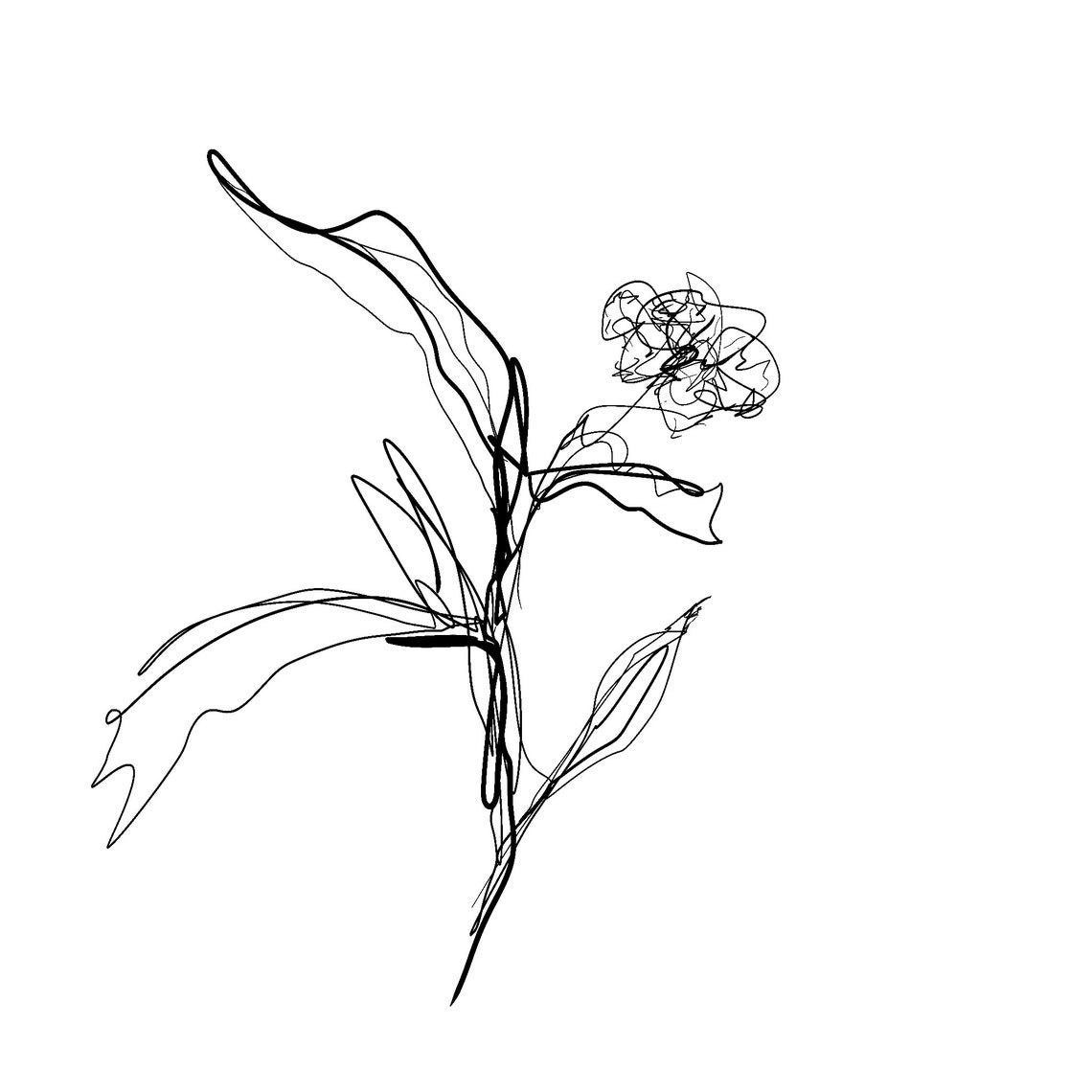 Plant Series (variations), 8.5x11" Study of Plants & Greenery Botany ...