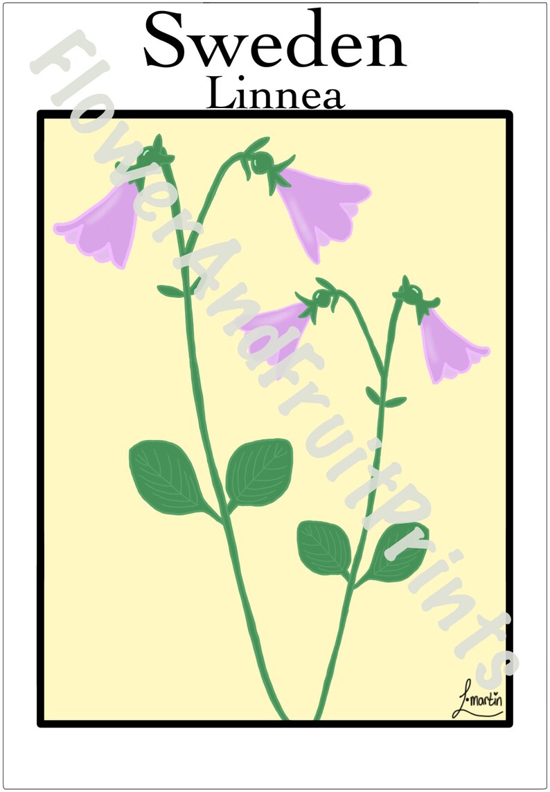National Flower Drawing: Sweden and the Linnea - Etsy