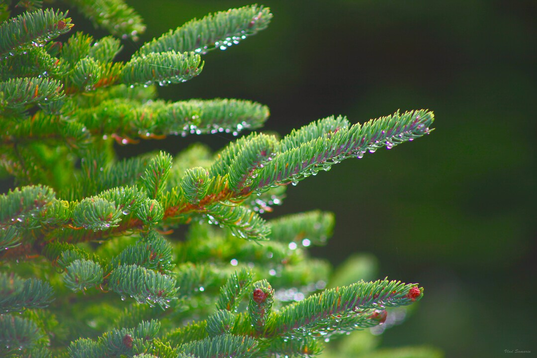 Conifer Tree in Newfoundland - Etsy