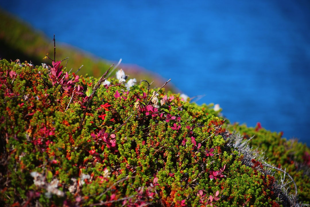 Tundra Plants, and Moss. Great Northern Peninsula, Newfoundland - Etsy