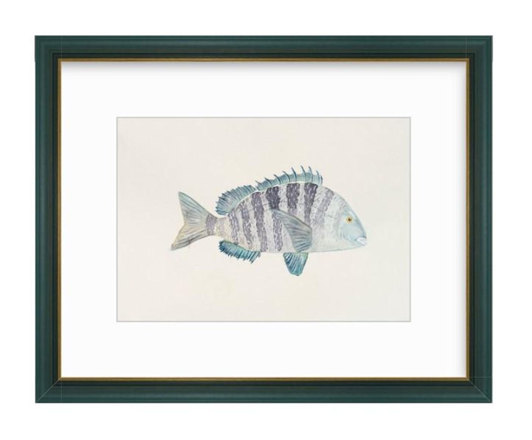 Sheepshead Watercolor Print Set (two), Fish 8" X 10" - Etsy