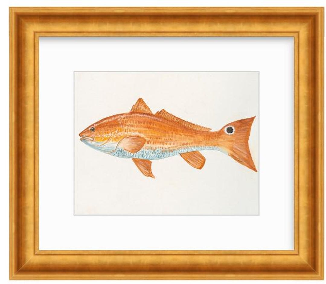 Redfish Watercolor Print - Etsy