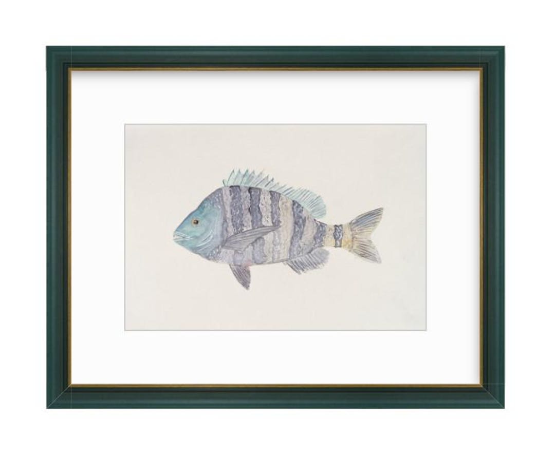 Sheepshead Watercolor Print, Fish 8" X 10" (left) - Etsy
