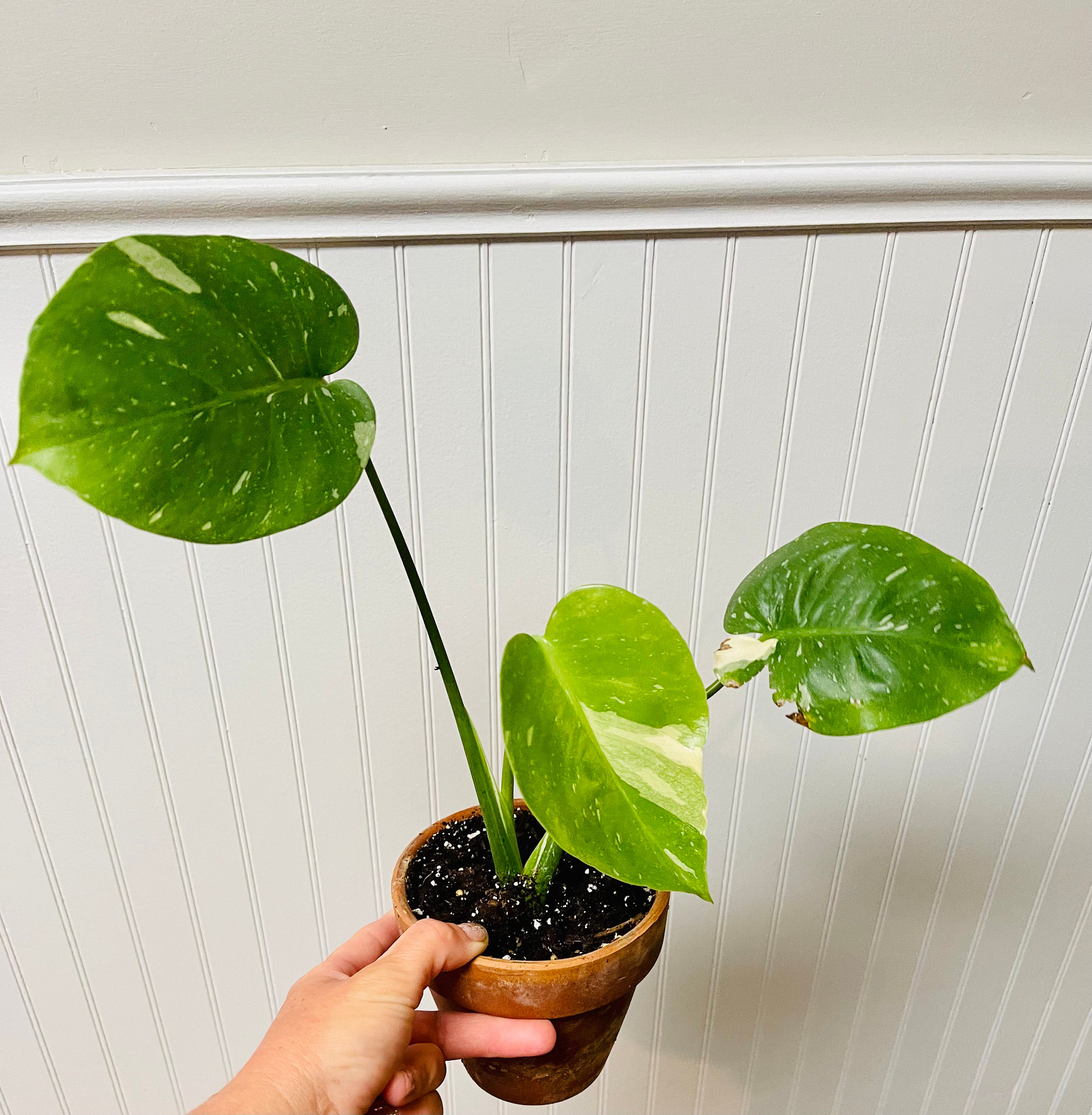 US Seller***thai Constellation Monstera - Etsy