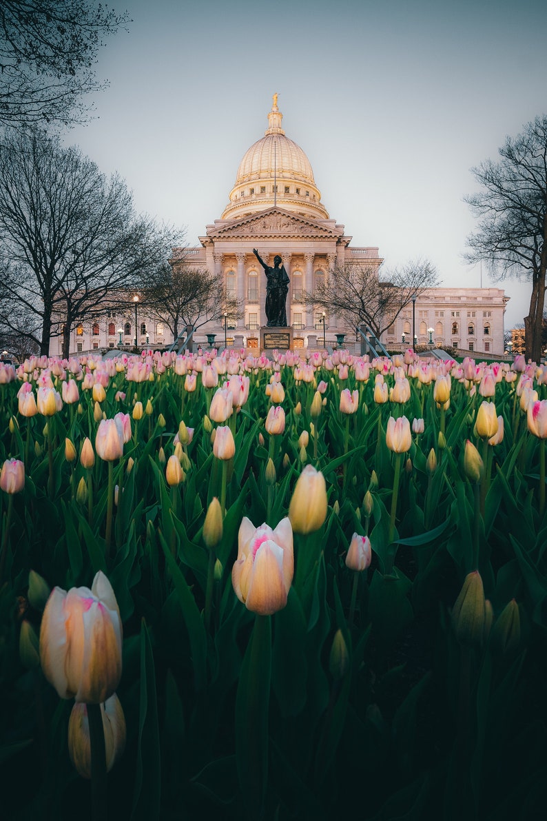 Flowers in Front of Wisconsin Capitol at Night in Madison, Wisconsin ...