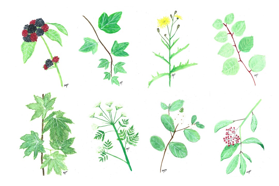 PNW Native Plants Watercolor Digital Download Print | Vine Nature ...