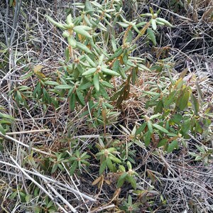 Handpicked Labrador tea Boreal forest muskego leaves tree | Etsy