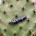 Chingon Pin V2 - Etsy