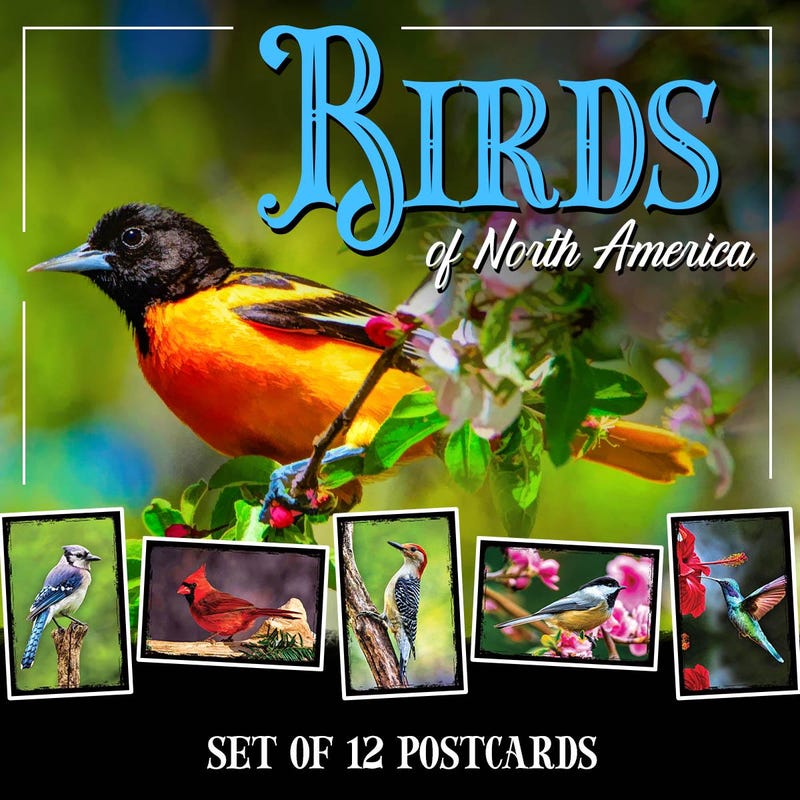 Bird Postcards - Etsy