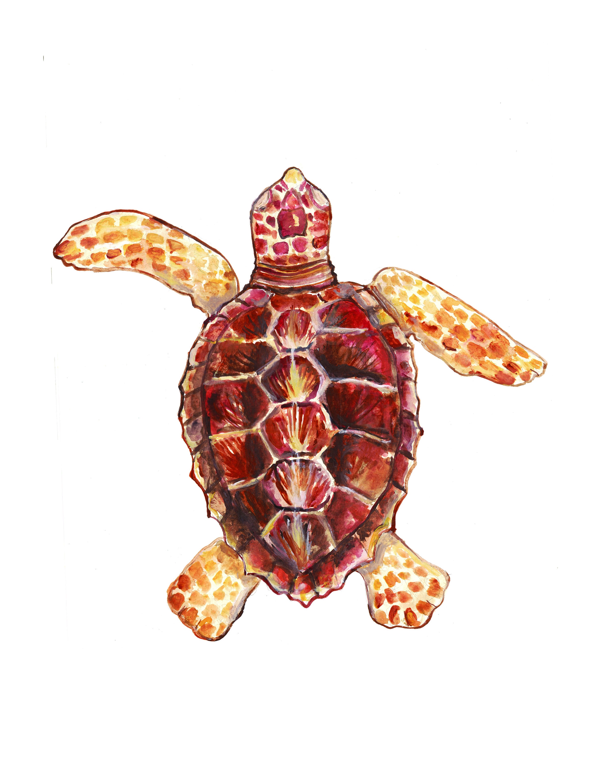 Loggerhead Sea Turtle Pictures