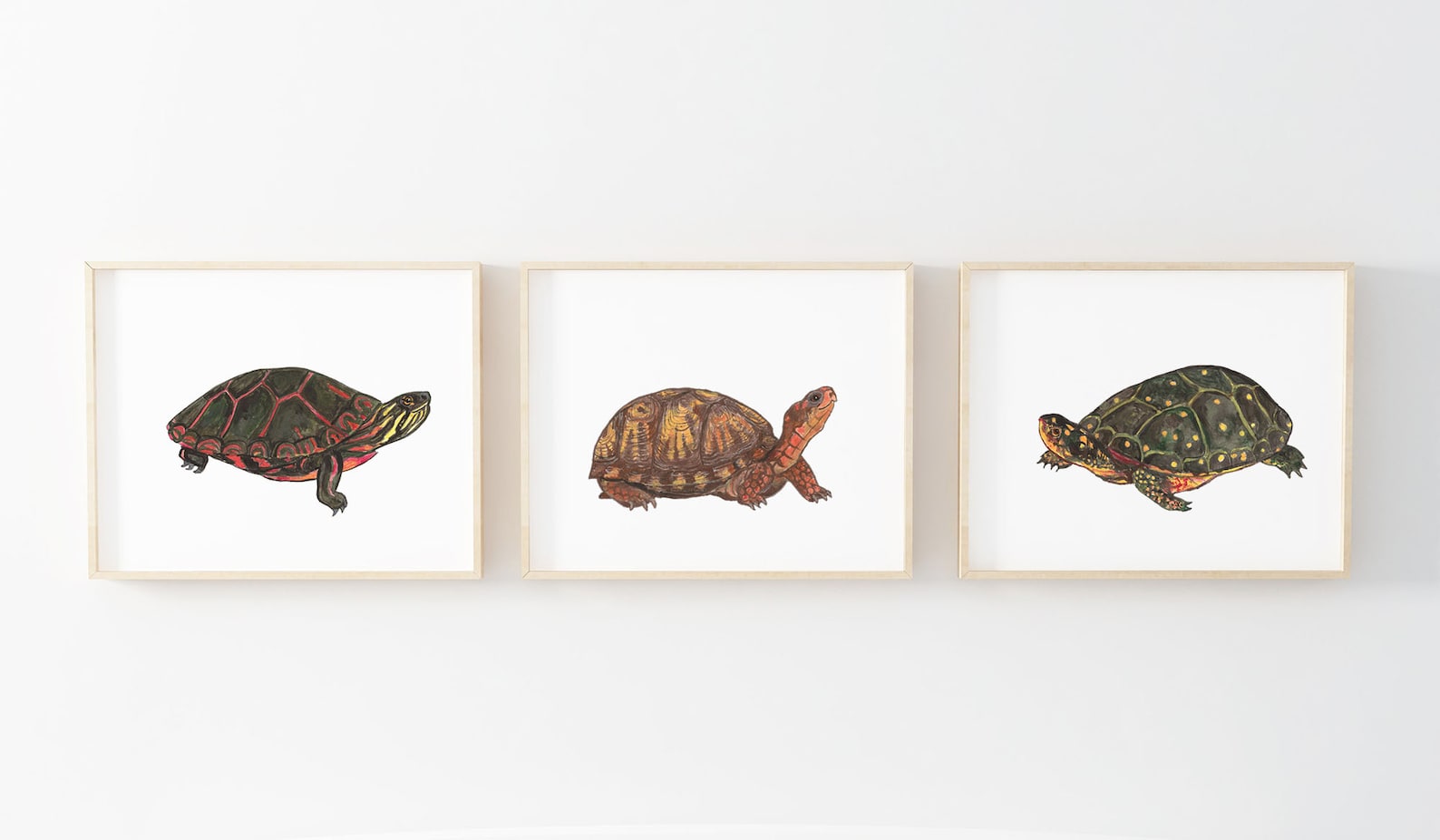Box Turtle Print, Box Turtle Art, Box Turtle Painting, Nature Wall Art ...