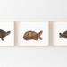 Box Turtle Print, Box Turtle Art, Box Turtle Painting, Nature Wall Art ...