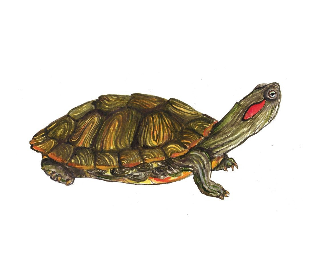 Red Eared Slider Turtle Print Turtle Art Turtle Painting | Etsy