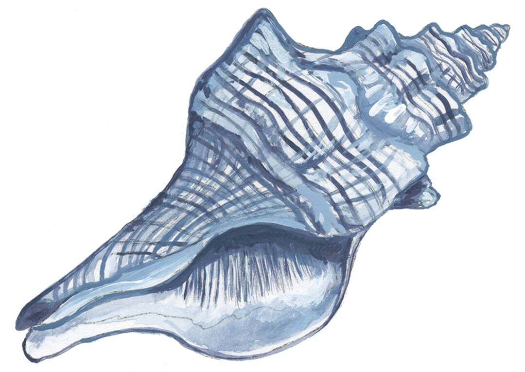 Conch Shell Sticker, Blue Seashell, Water Resistant, Beach Decal, Beach ...