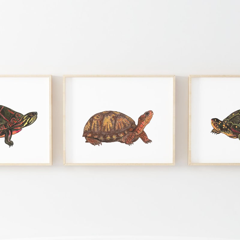 Turtle Art - Etsy
