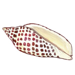 Junonia Shell Print, Seashell Print, Beach Wall Art, Seashell Wall ...