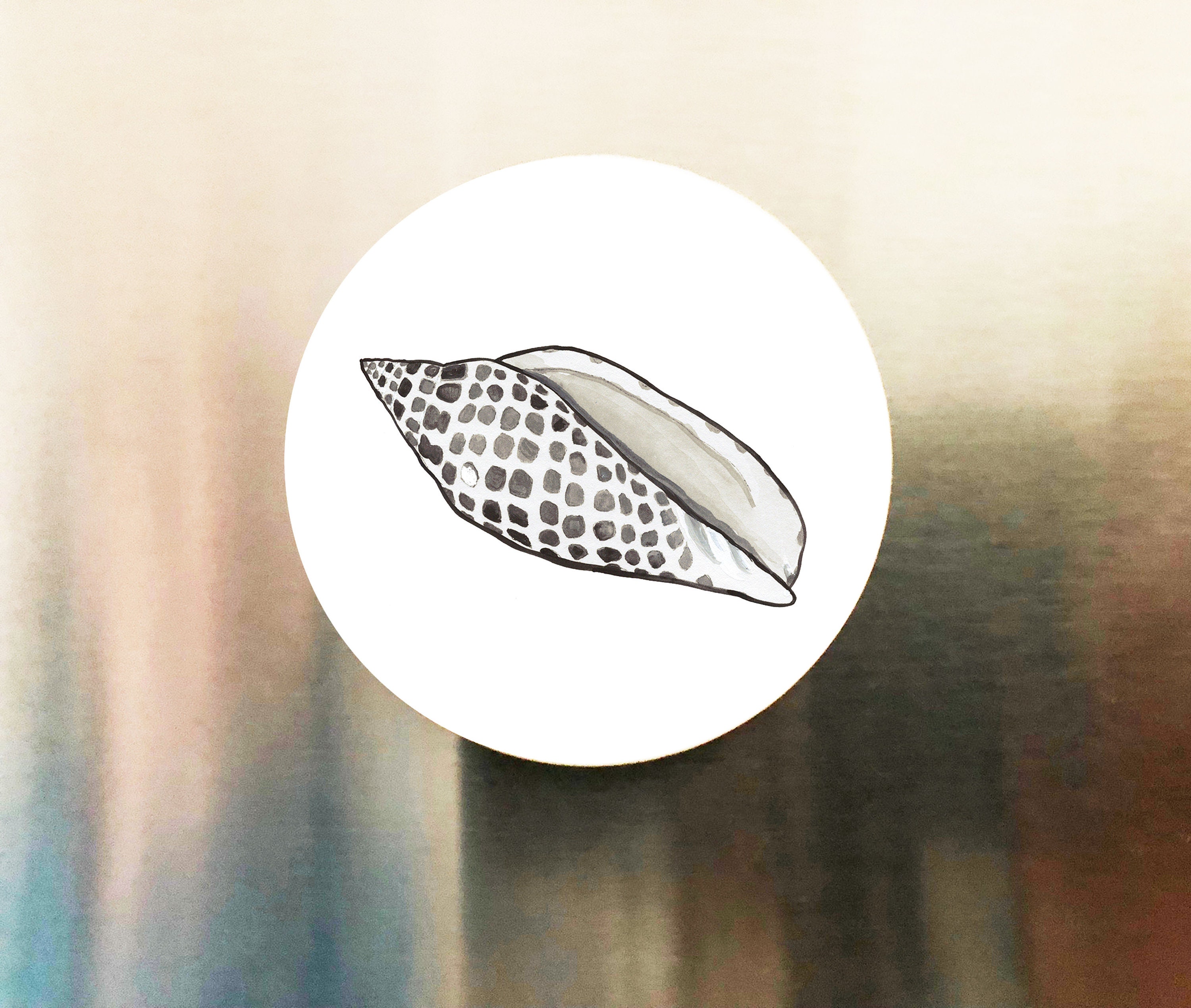 Beach Magnets, Set of 6 Magnets, Black and White, Conch Shell, Junonia ...