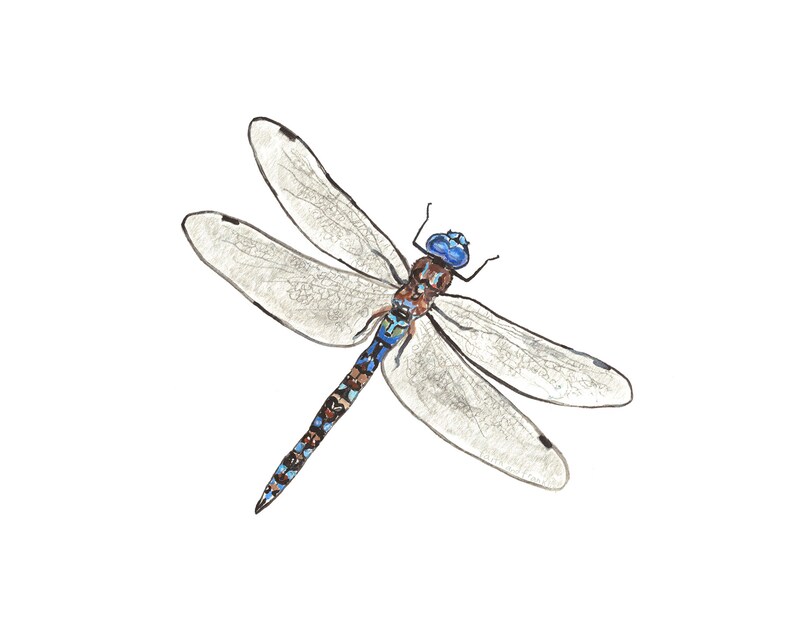Dragonfly Print, Dragonfly Wall Art, Dragonfly Painting, Insect Print ...