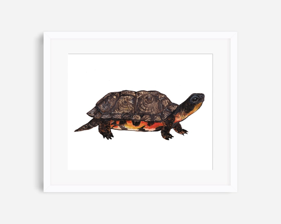 Wood Turtle Print, Wood Turtle Art, Wood Turtle Painting, Nature Wall ...